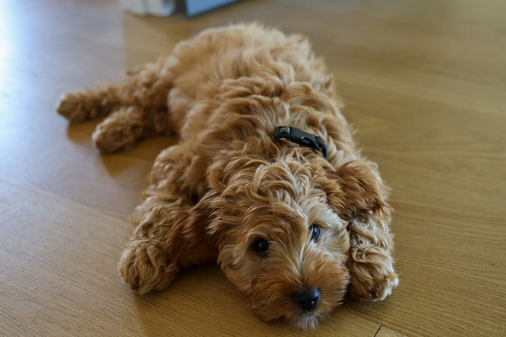 Lopper hos hund og loppebid - Find fakta om hundelopper her